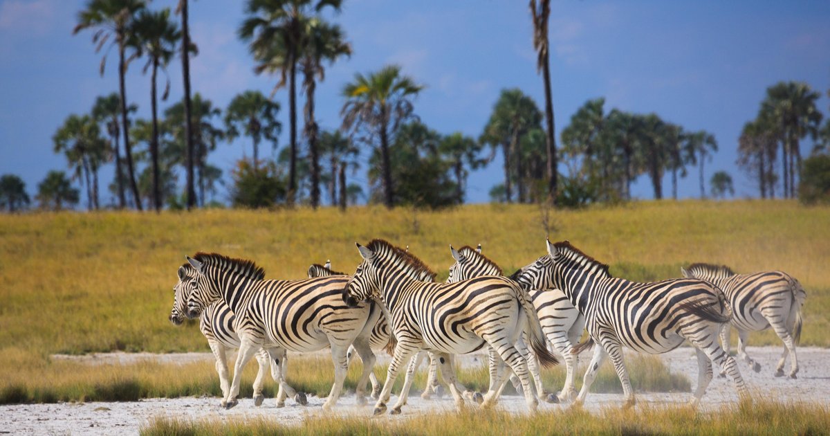 Top 10 Botswana Activities - Journeysmiths