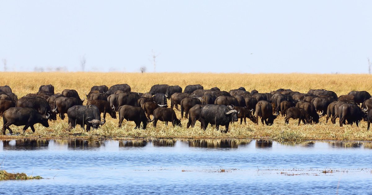 Chobe National Park - Journeysmiths