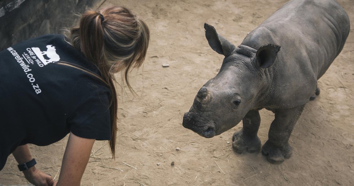 Care for Wild Rhino Sanctuary Experience | Journeysmiths
