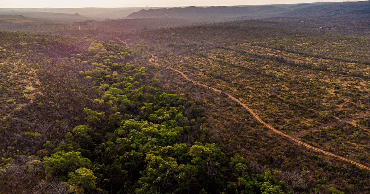 Cerrado - Journeysmiths