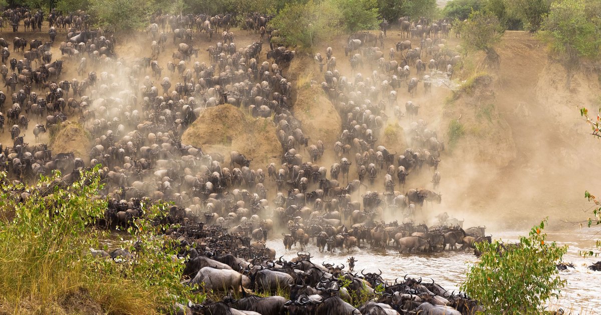 The Great Migration - Journeysmiths