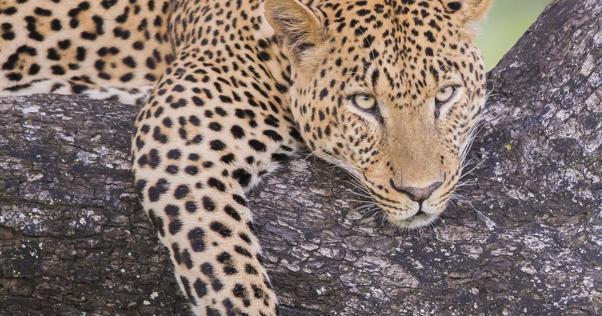 South Luangwa - Journeysmiths
