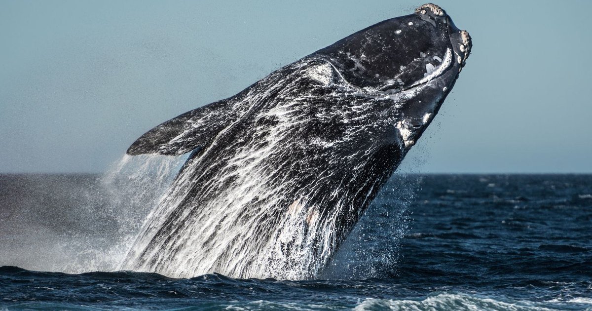 Planet Earth III Filming Locations: Episode 1 - Coasts - Journeysmiths